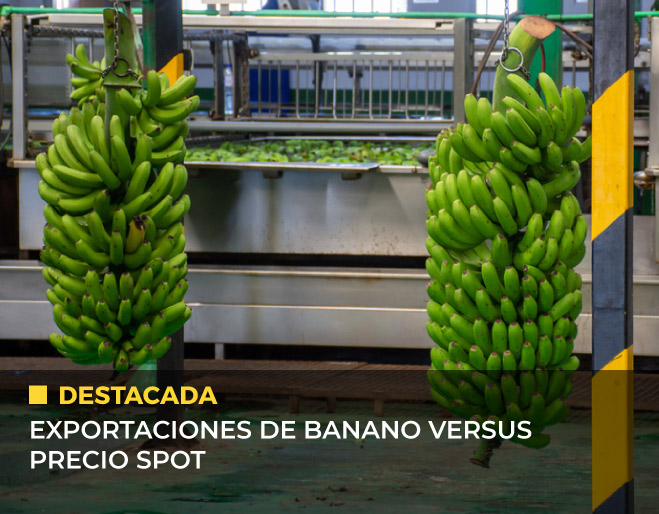 Banana Export – Portal del Sector Bananero