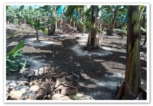 FITOSAN presenta su formulación tres en uno para el banano - Banana Export
