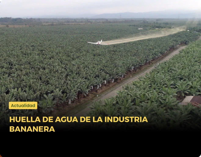 Portada - Banana Export