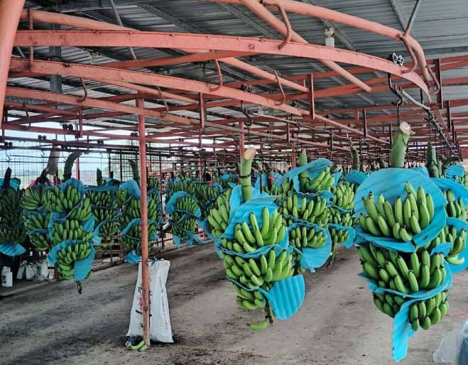Banano Ecuatoriano 2025-2026: Liderazgo en Tiempos de - Banana Export